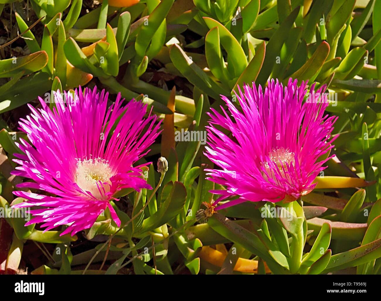 Mediterranean And South African Flowers High Resolution Stock ...