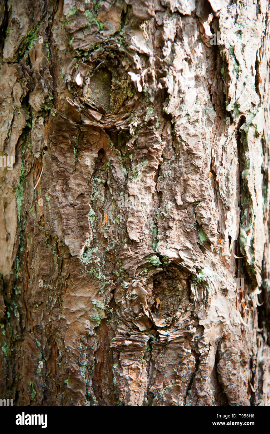 Structure skin trunk detail hi-res stock photography and images - Alamy