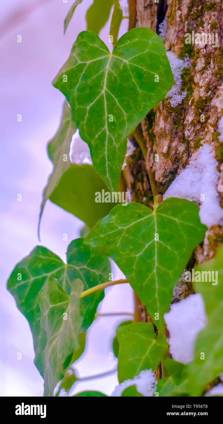 Vertical Vibrant green vines growing on the brown trunk of a tree in ...