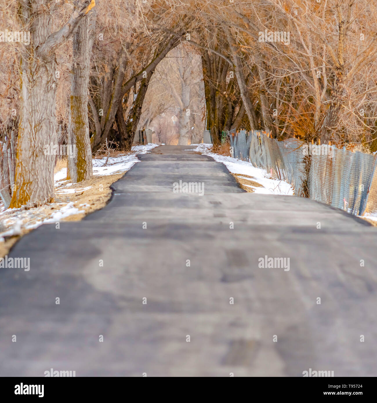 Clear Square Road under a canopy of leafless branches from the row of ...