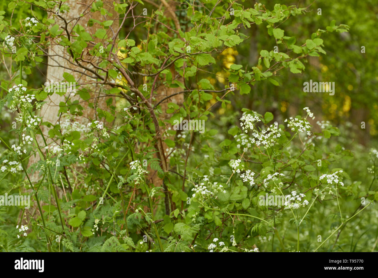 Cow Parsley and tree trunk close-up nature photograph in late spring ...