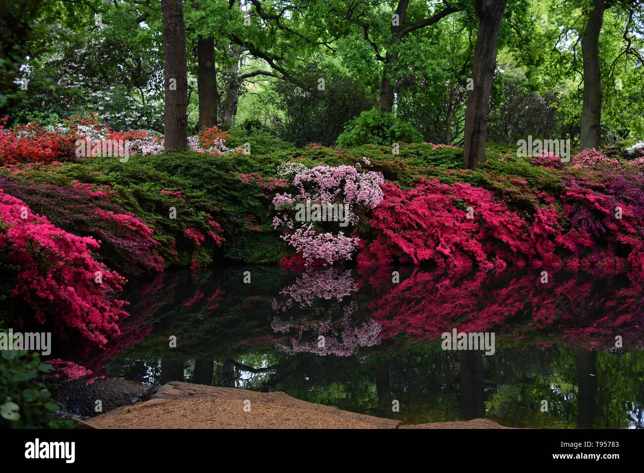 Isabella Plantation, Richmond Park, UK Stock Photo - Alamy