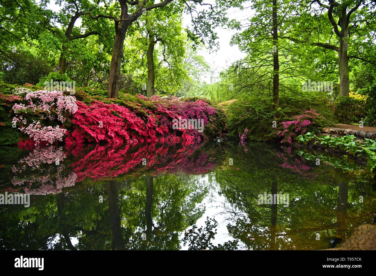 Isabella Plantation, Richmond Park, UK Stock Photo - Alamy