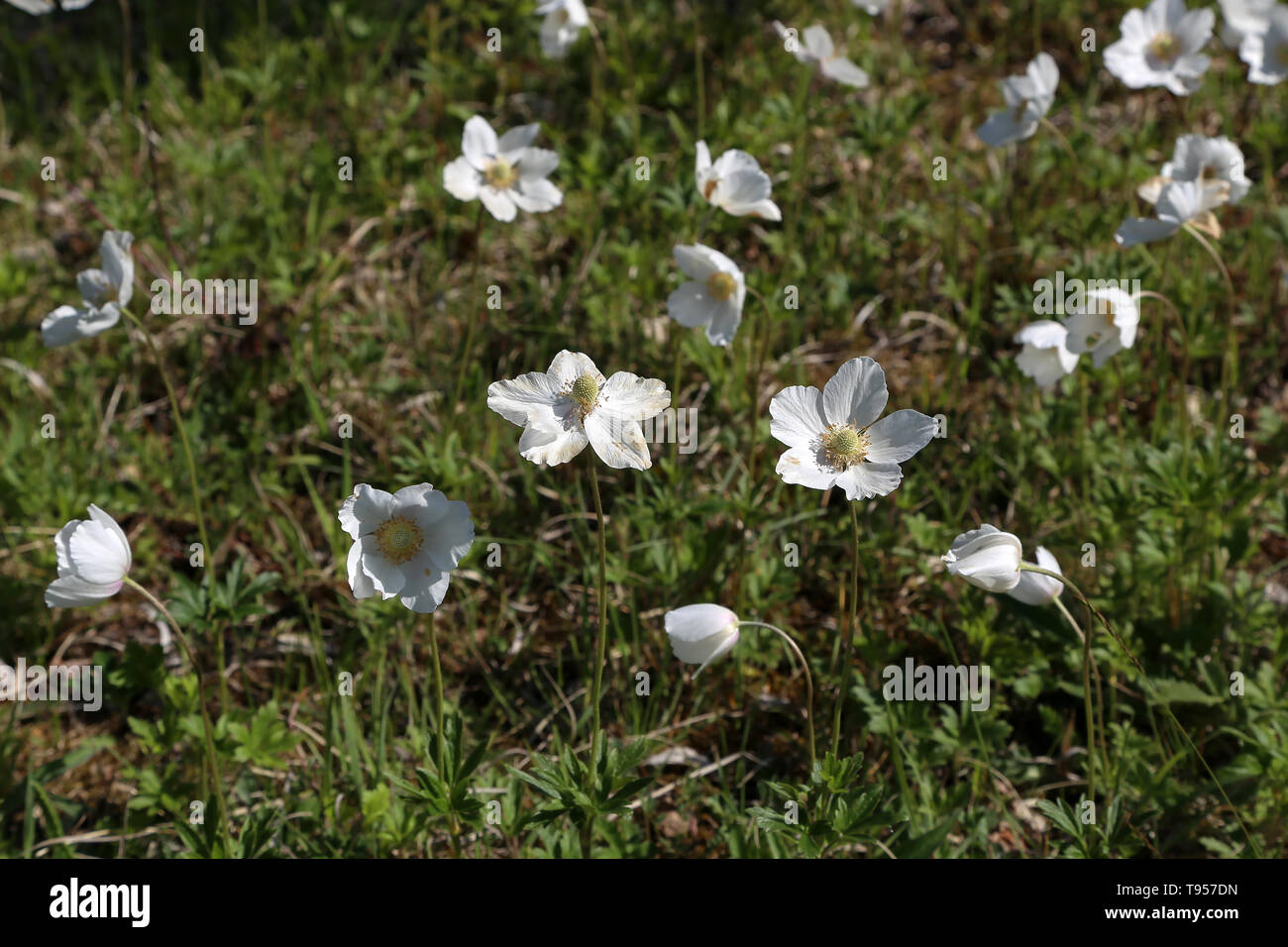 White wood anemone flowers, as a first sign of spring in the forest ...