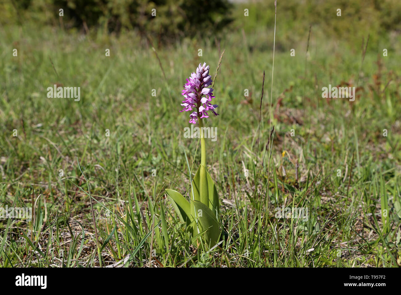 Wild orchids bloom in spring in Germany Stock Photo - Alamy