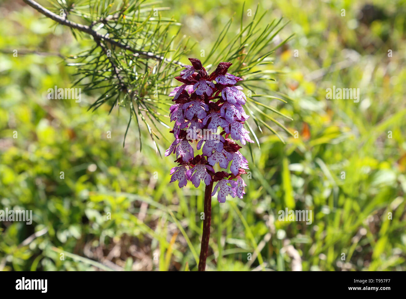 Wild orchids bloom in spring in Germany Stock Photo - Alamy