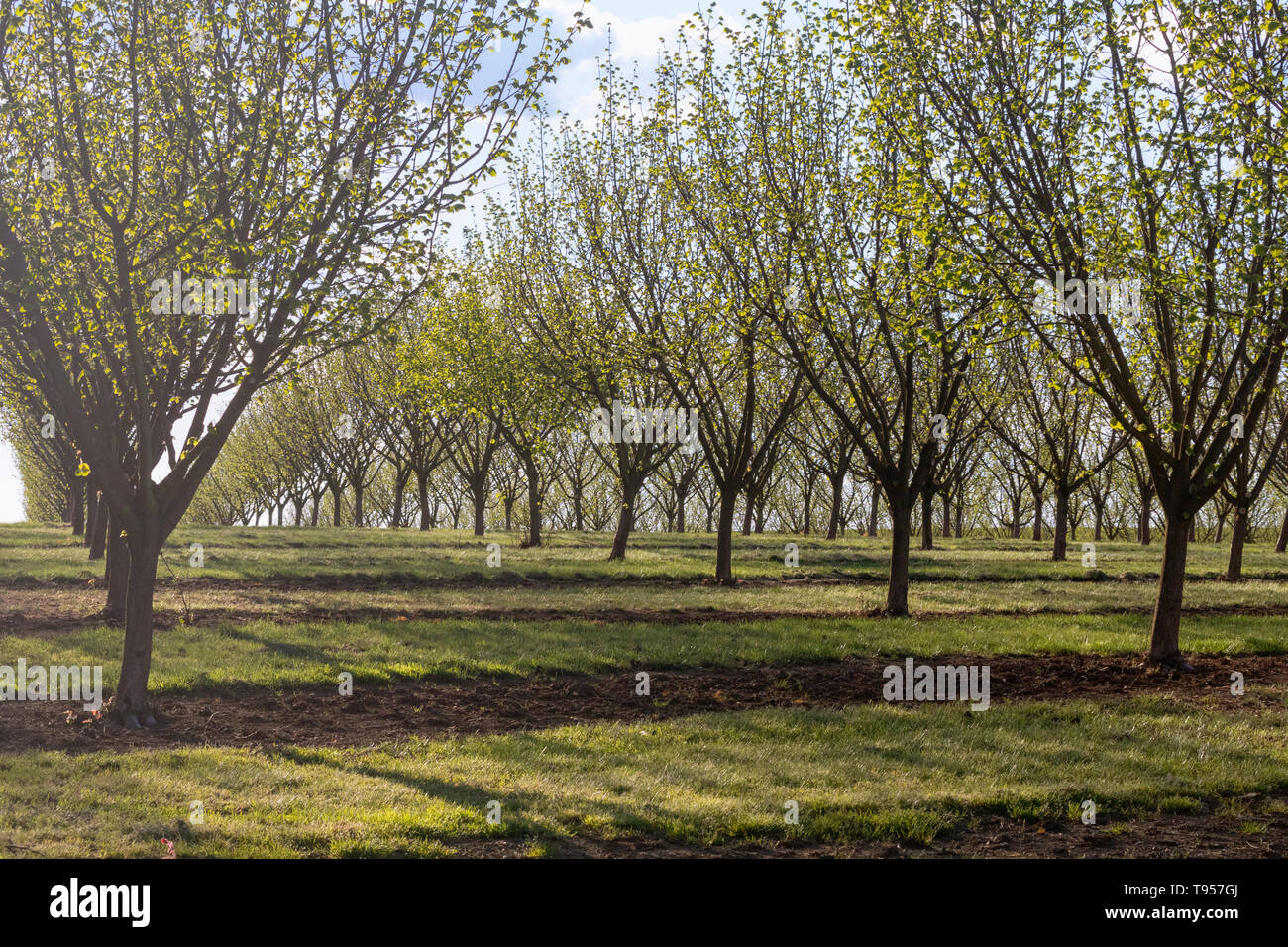 Filbert Orchard High Resolution Stock Photography and Images - Alamy