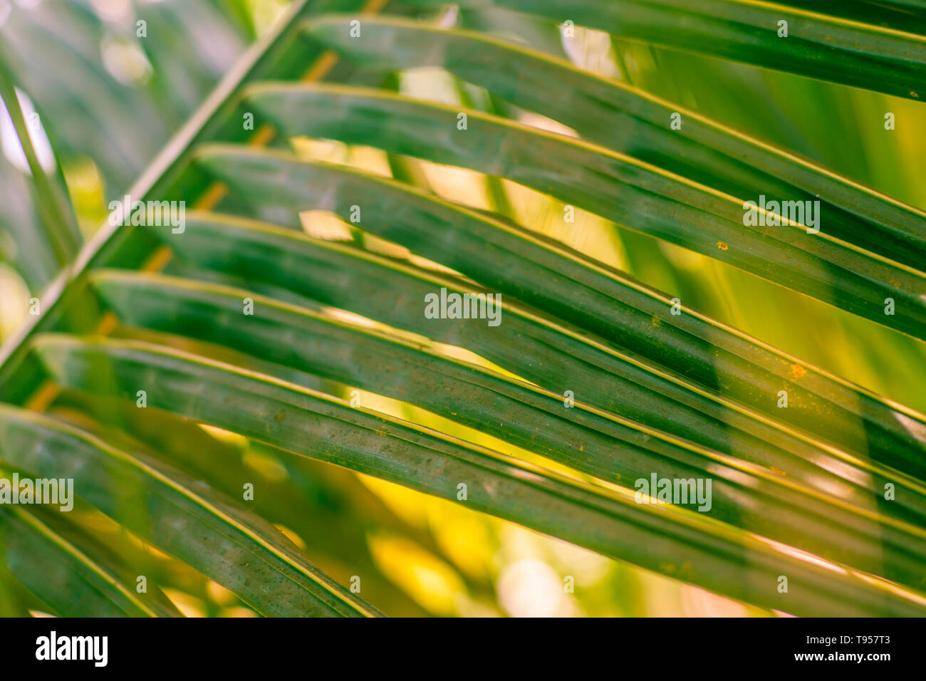 Palm leaves goa sunset hi-res stock photography and images - Alamy
