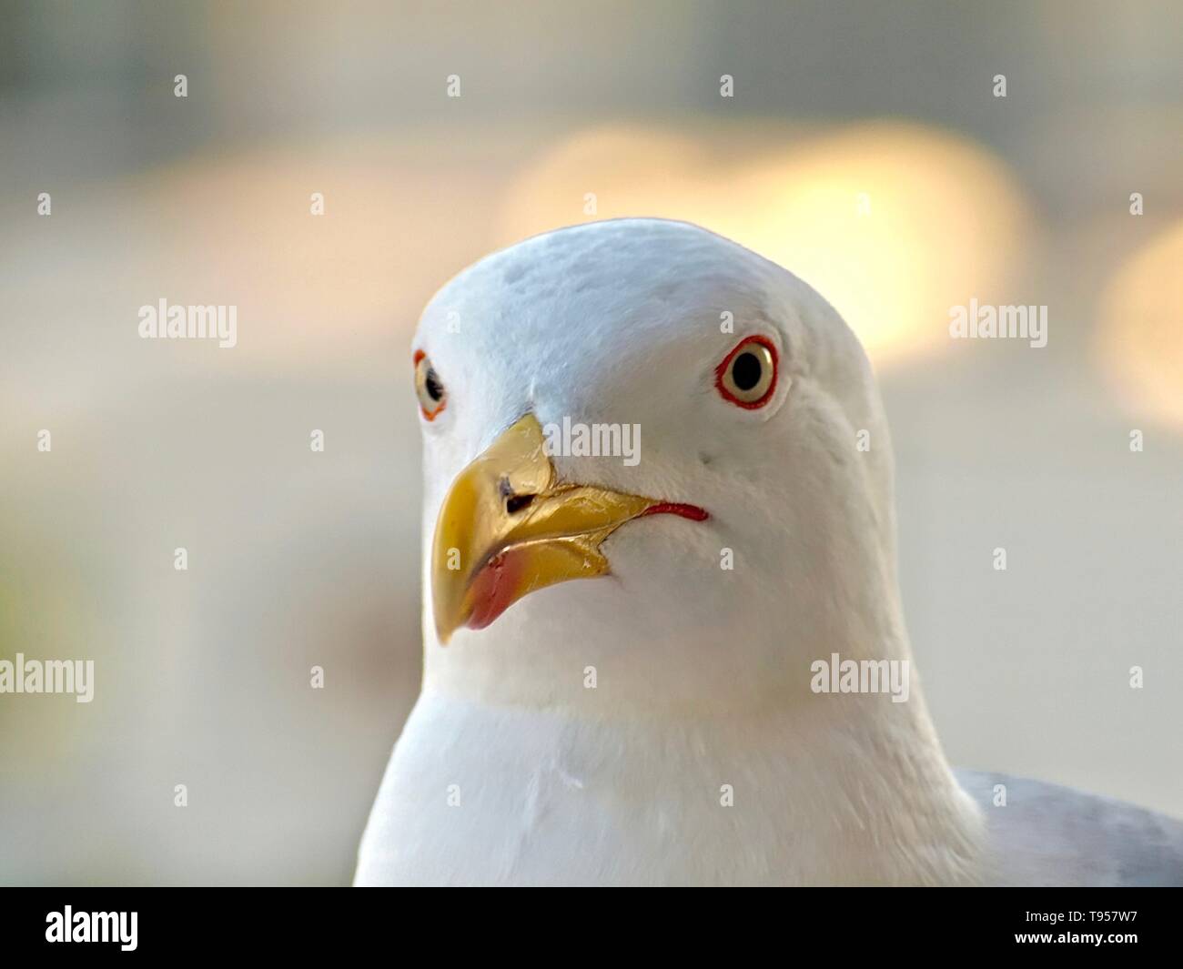 Adult seagull hi-res stock photography and images - Alamy