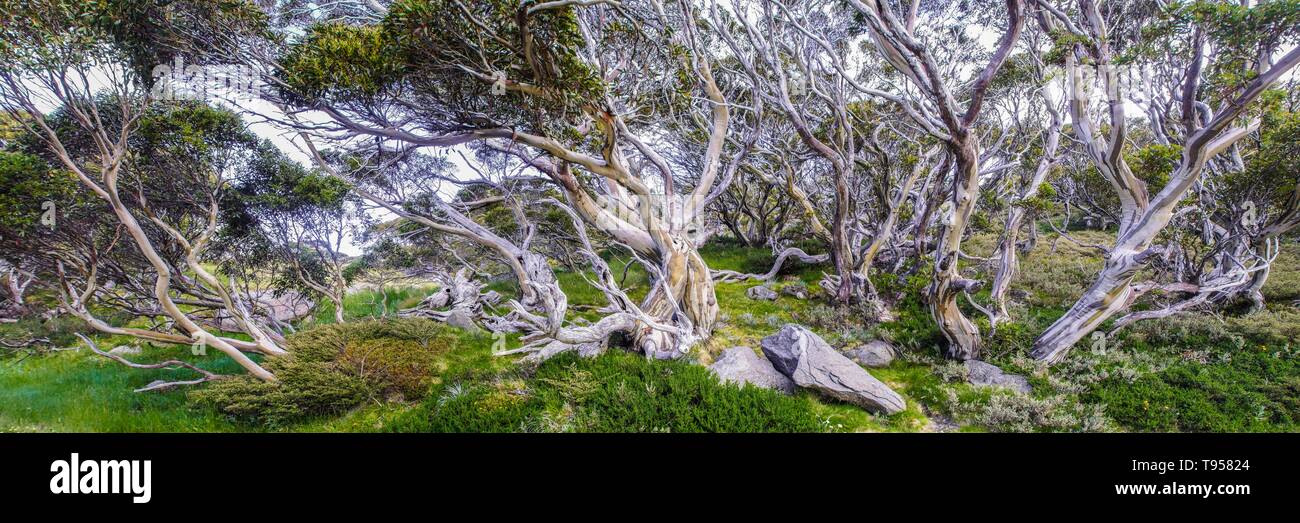 Snow gums hi-res stock photography and images - Alamy