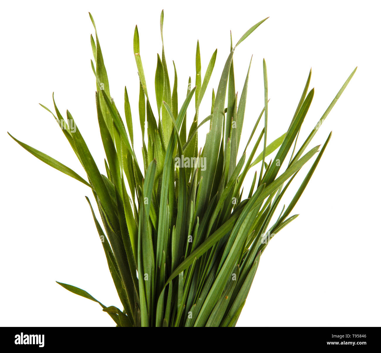 Bunch grass meadow hi-res stock photography and images - Alamy