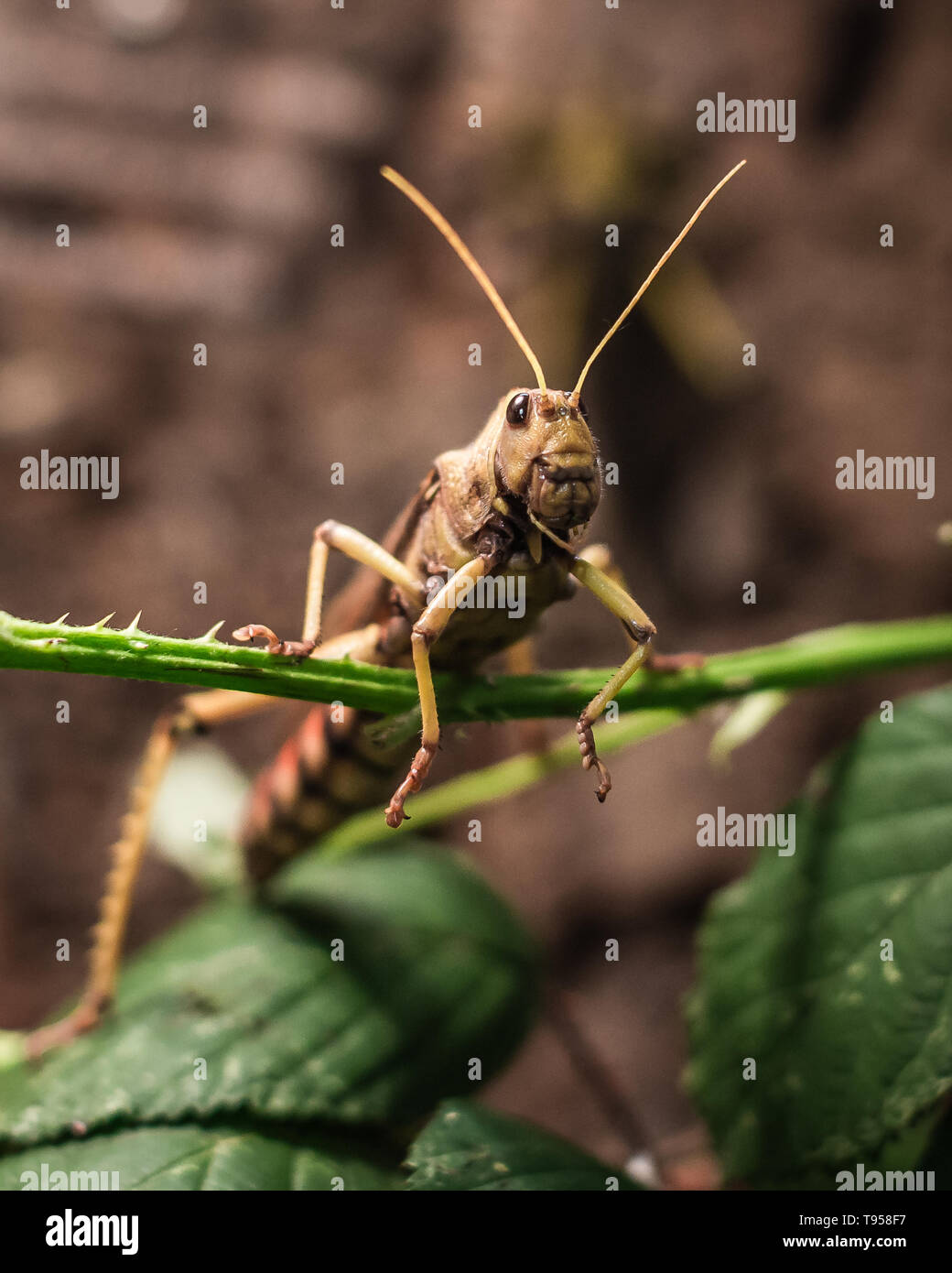 Side view locust hi-res stock photography and images - Alamy