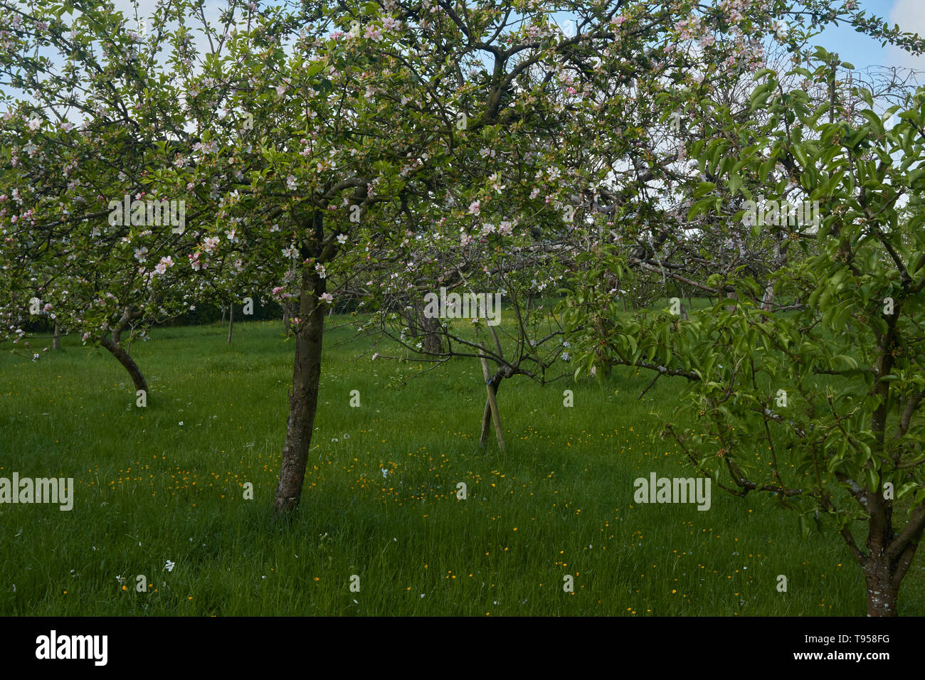 Apple trees in small orchard with fading spring blossom, Stratford ...