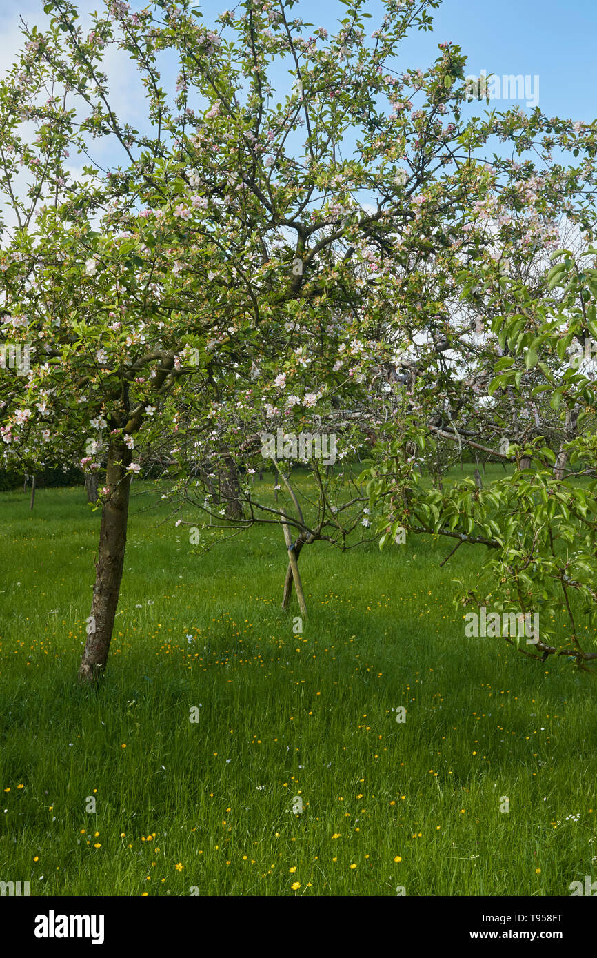 Apple trees in small orchard with fading spring blossom, Stratford ...