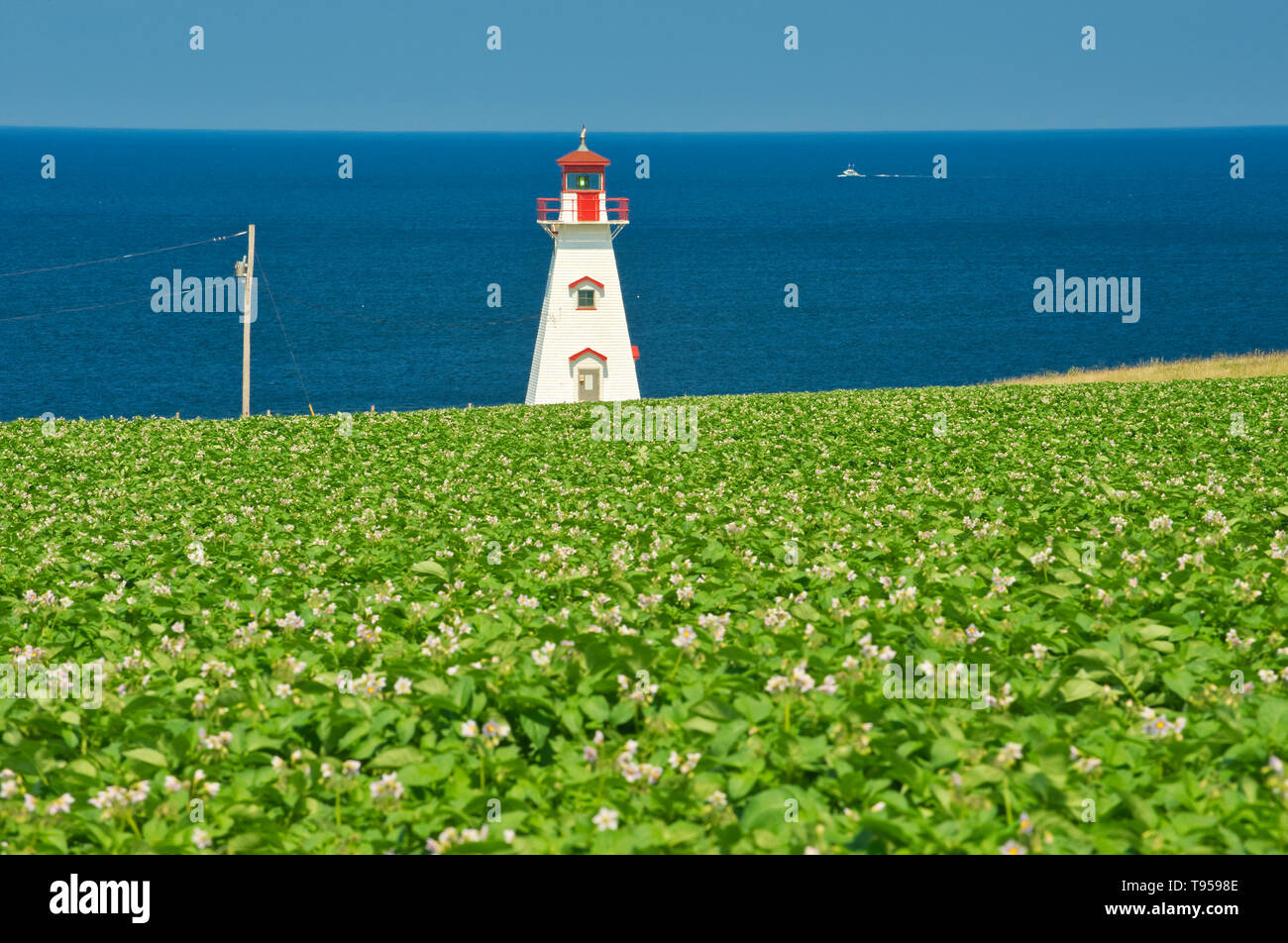Atlantic potatoes hi-res stock photography and images - Alamy
