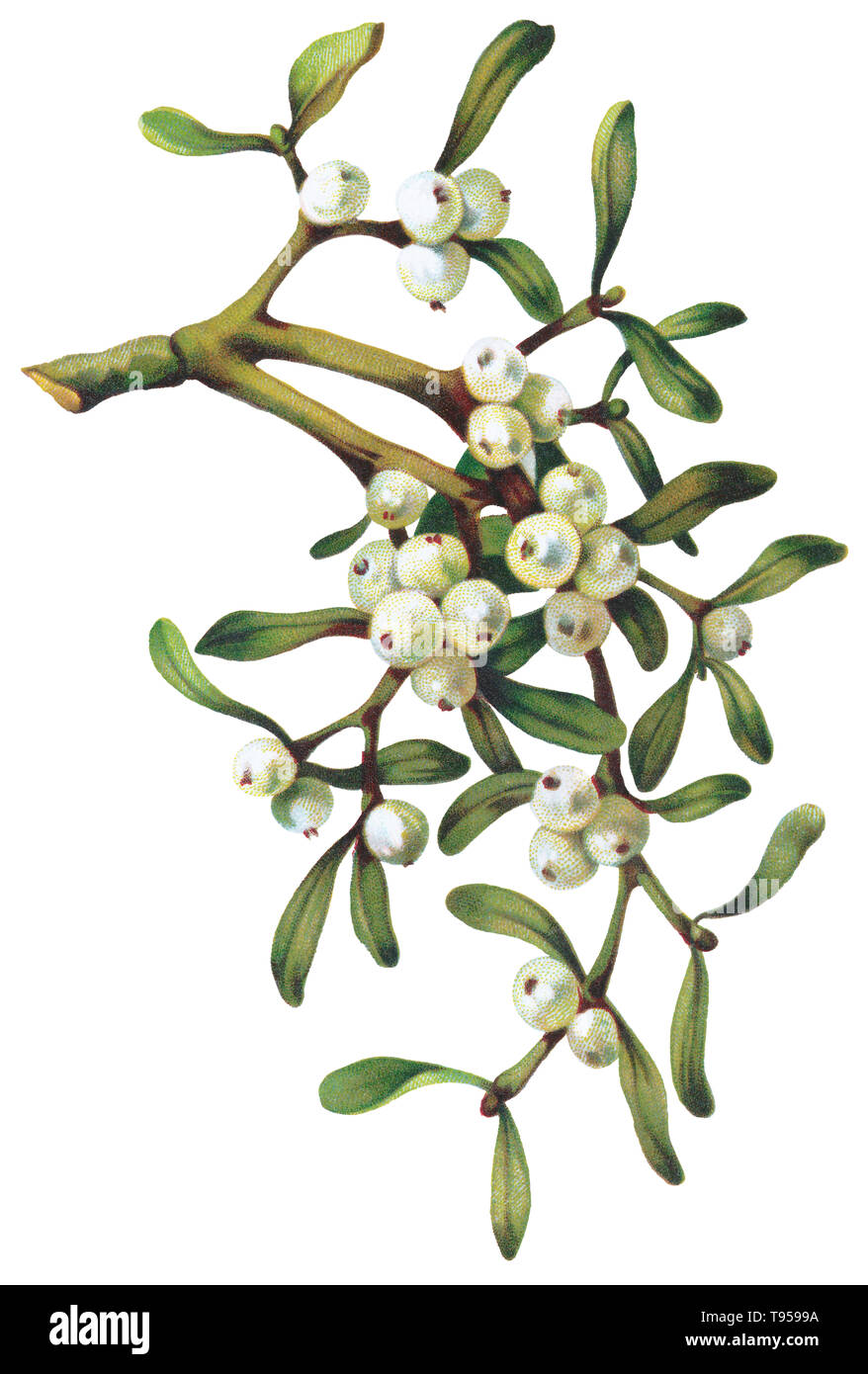 Mistletoe Botanical Illustration