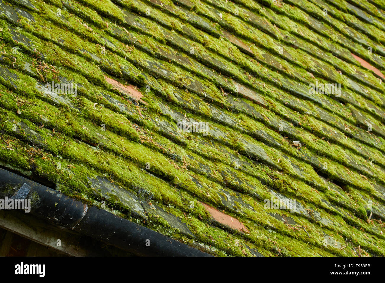 Abstract of roof covered in algae patterned tiles Stock Photo - Alamy