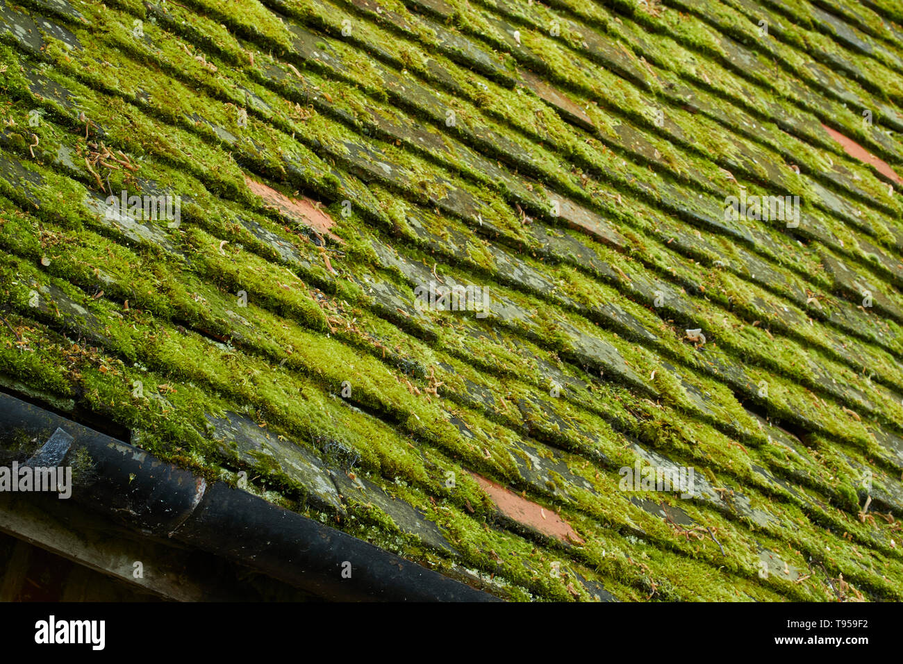 Abstract of roof covered in algae patterned tiles Stock Photo - Alamy