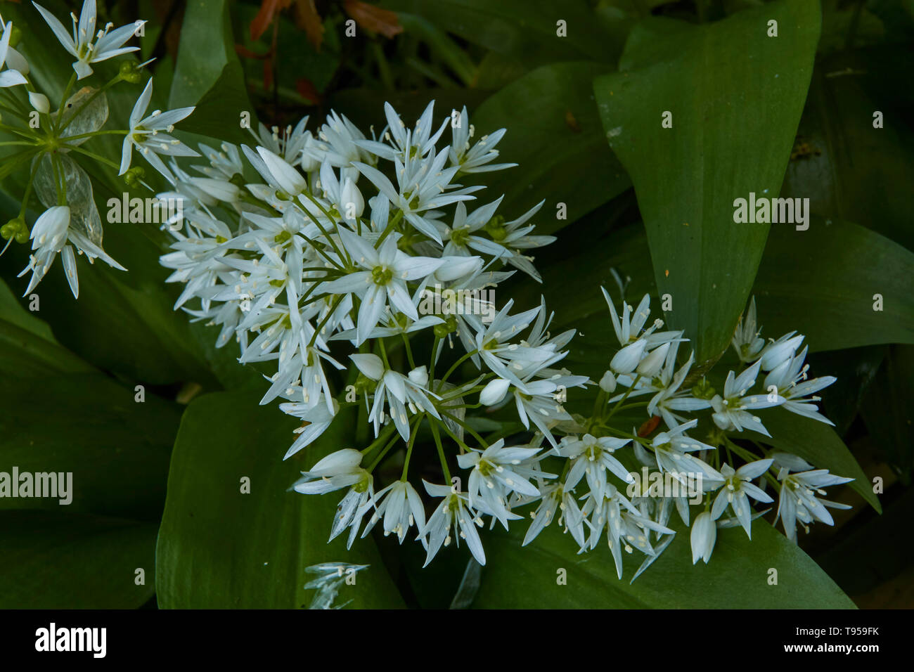 Close up of Ransom, wild garlic, flowers in a spring woodland, West ...