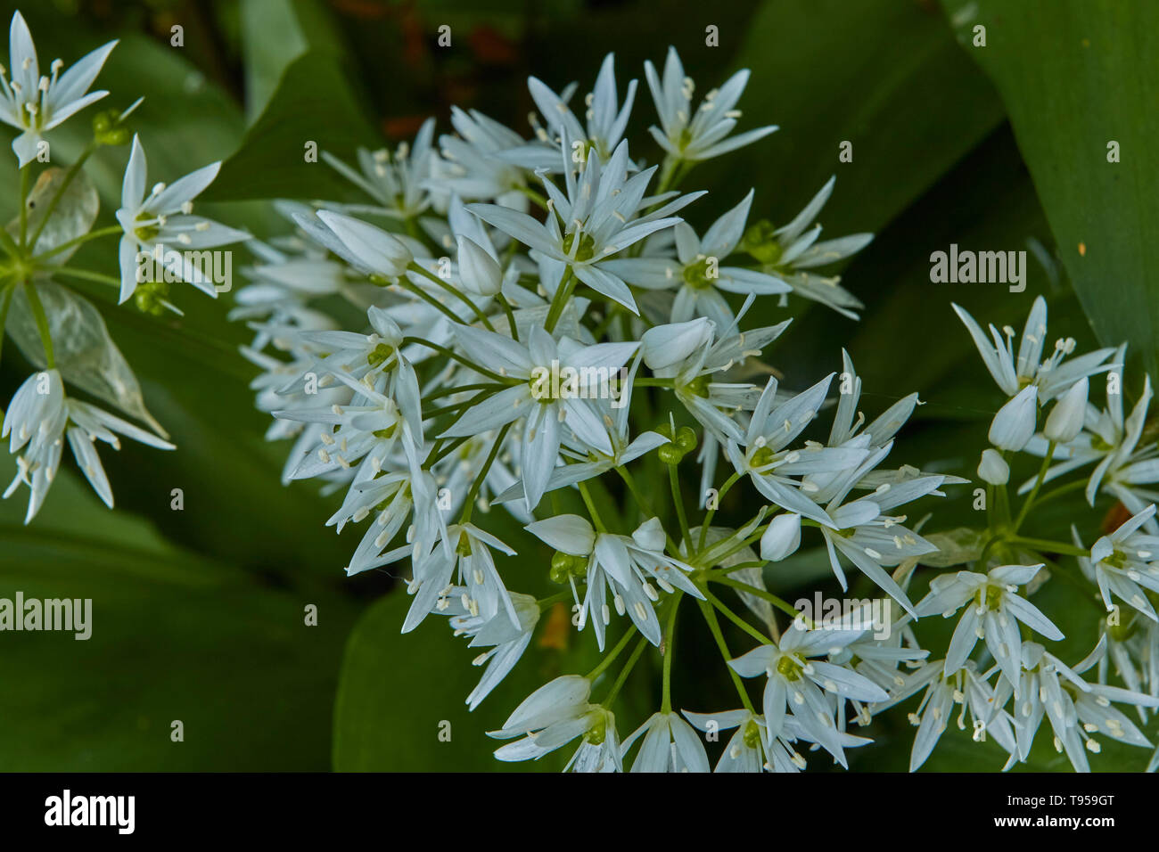 Close up of Ransom, wild garlic, flowers in a spring woodland, West ...