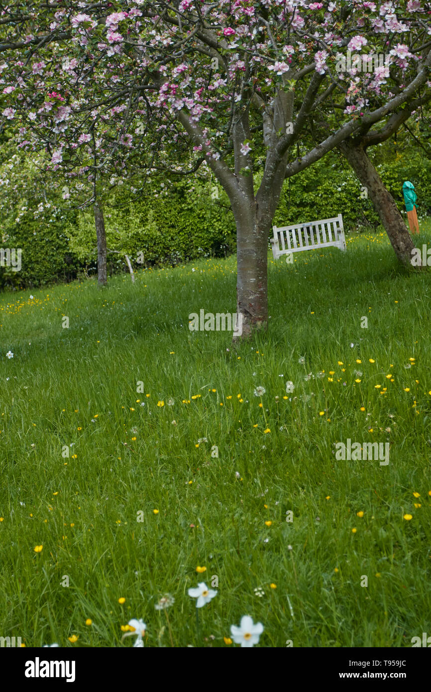 Apple tree in grass meadow with bench on an overcast spring day ...