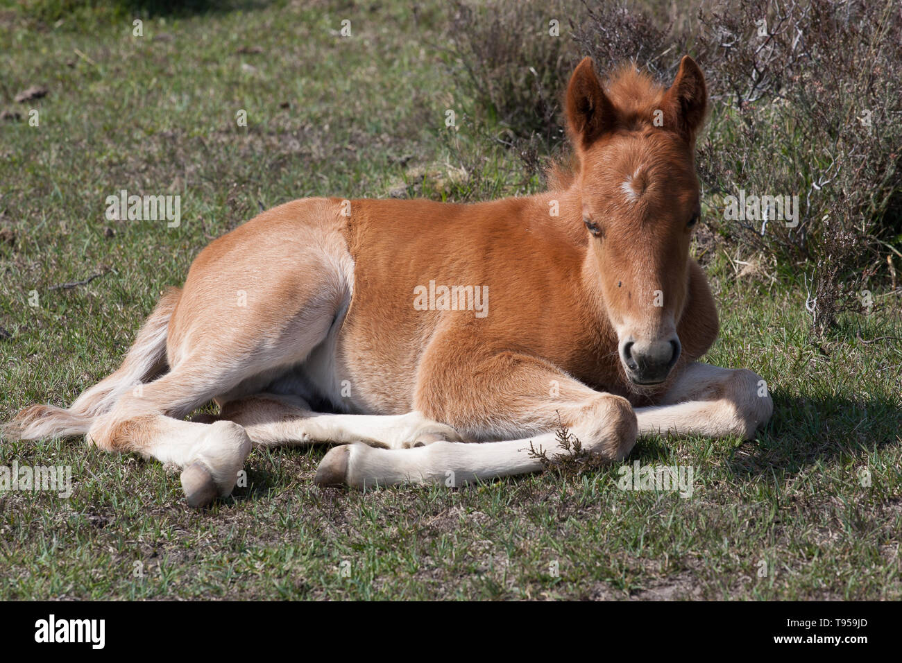 Ponies in the New Forest Stock Photo - Alamy