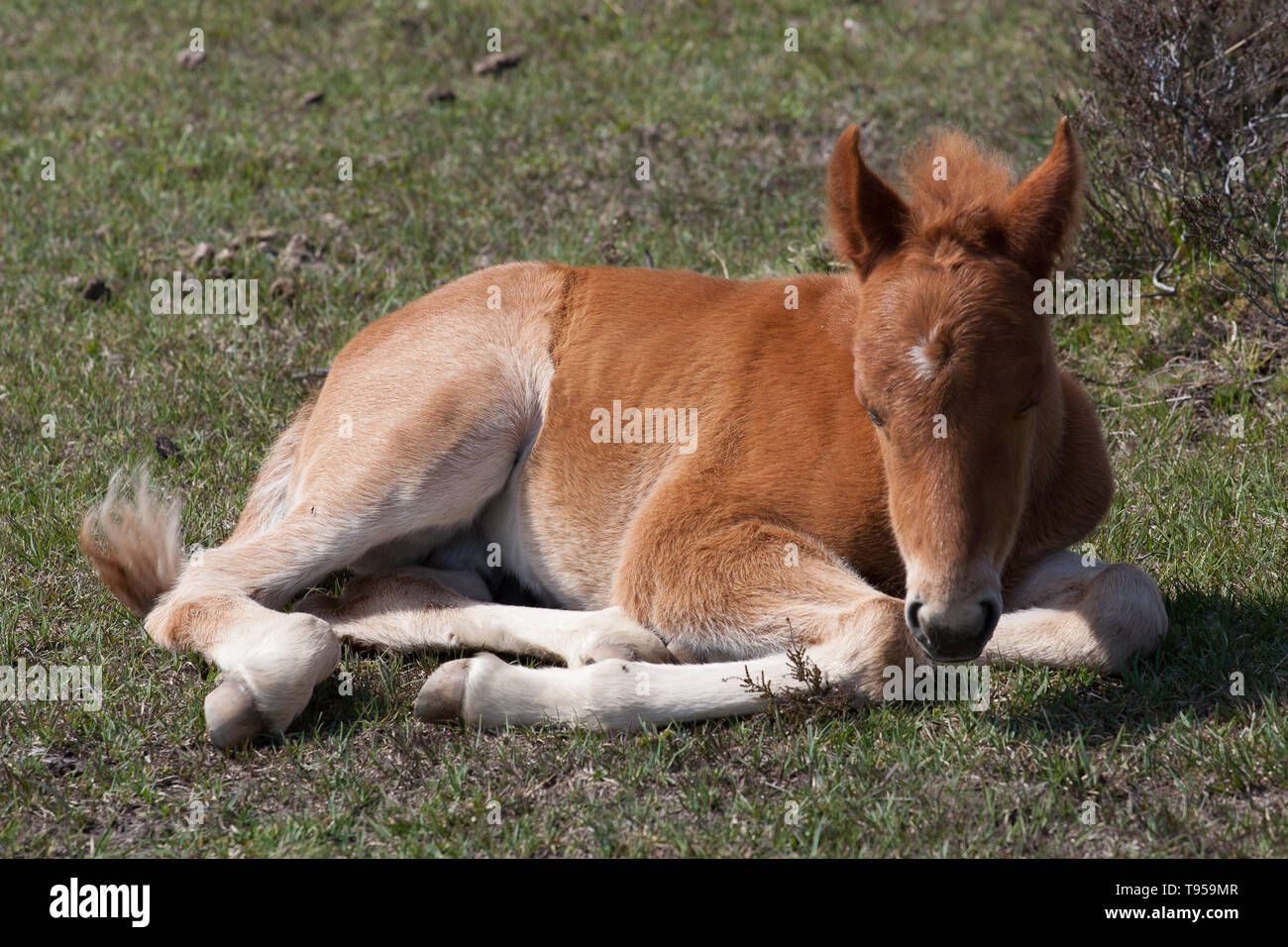 Foal sitting hi-res stock photography and images - Alamy