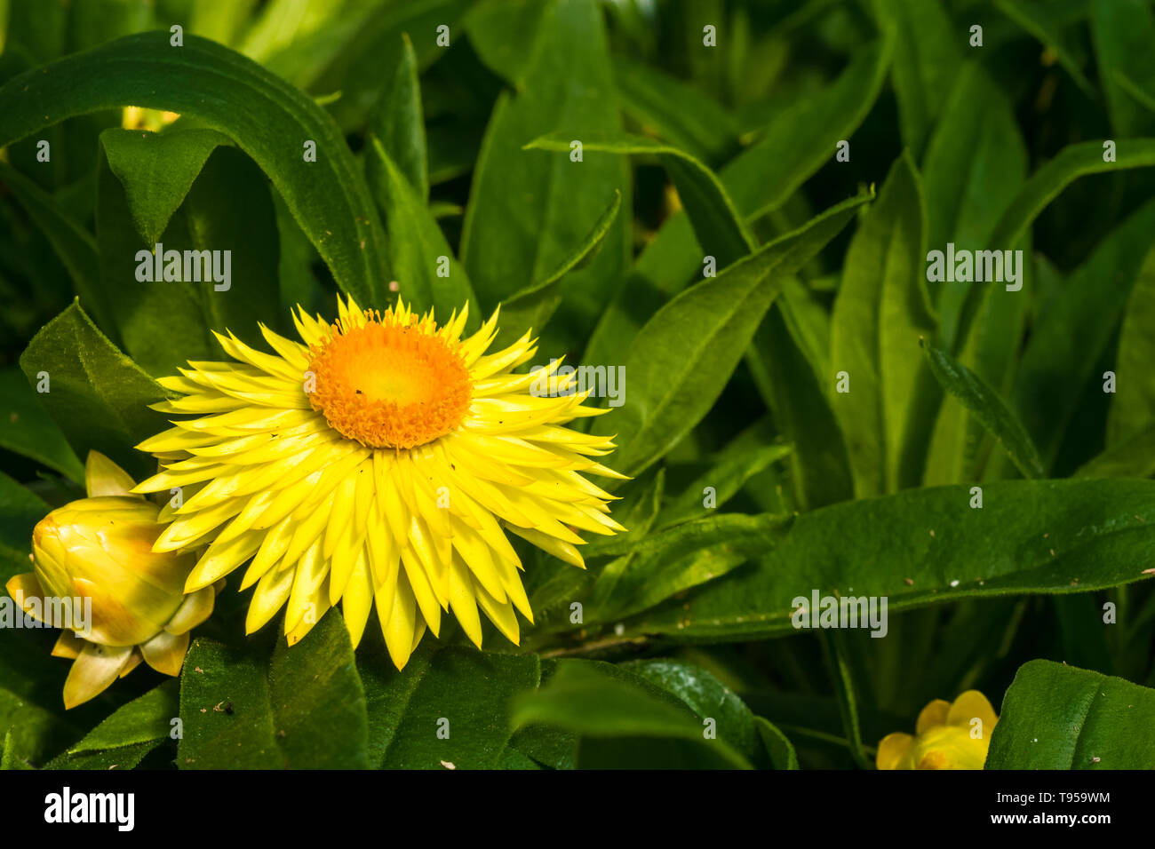 Close up of spring garden flowers showing great details of flower parts ...