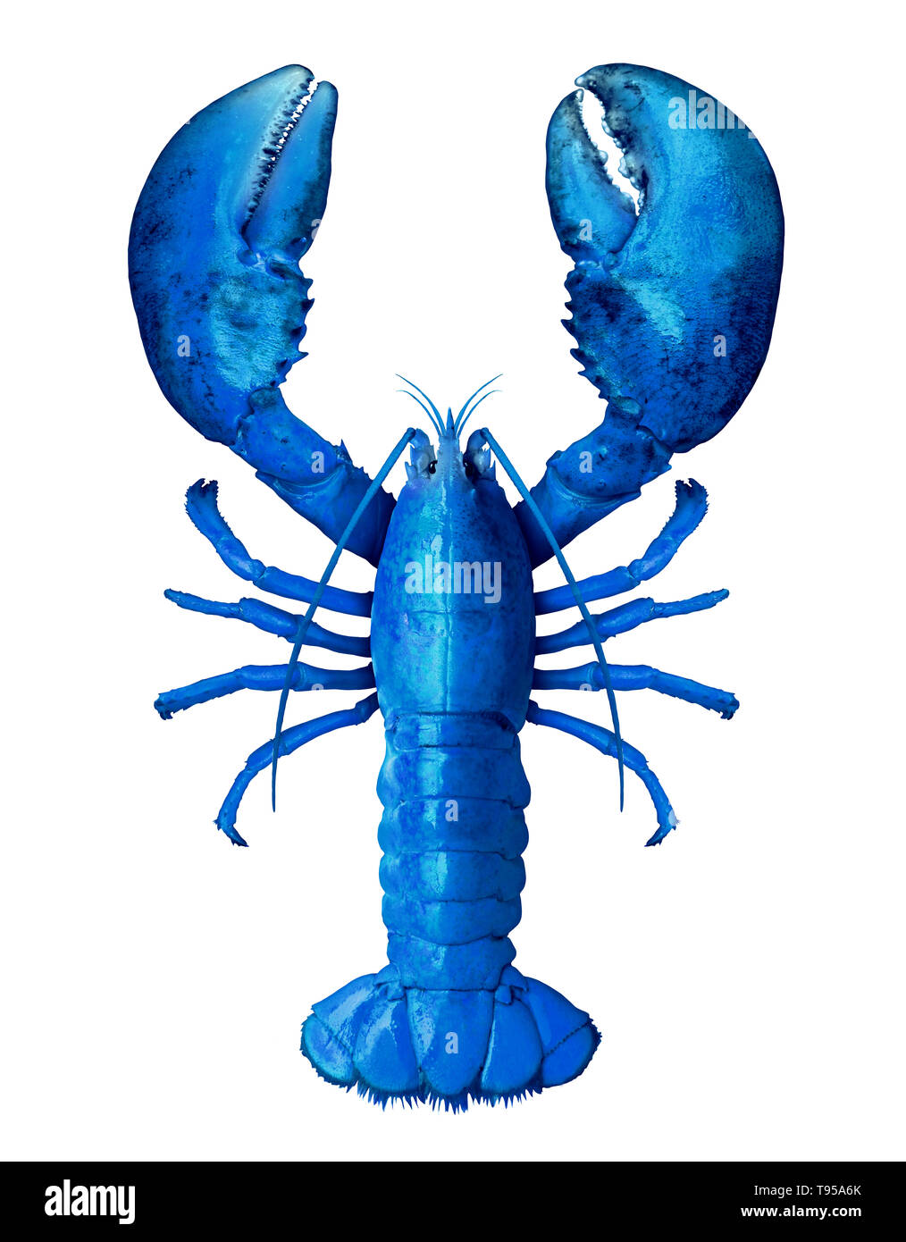 Blue lobster isolated on a white background as fresh seafood or ...