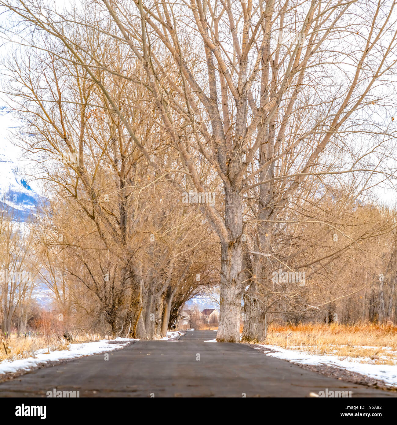 Square Paved road amid a snowy terrain with tall leafless hibernating ...