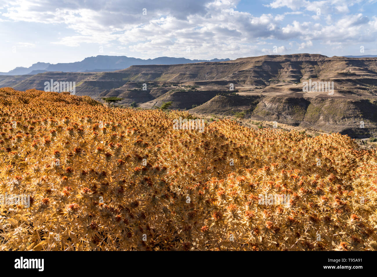 Saflor flower field between Gheralta and Lalibela in Tigray, Northern ...