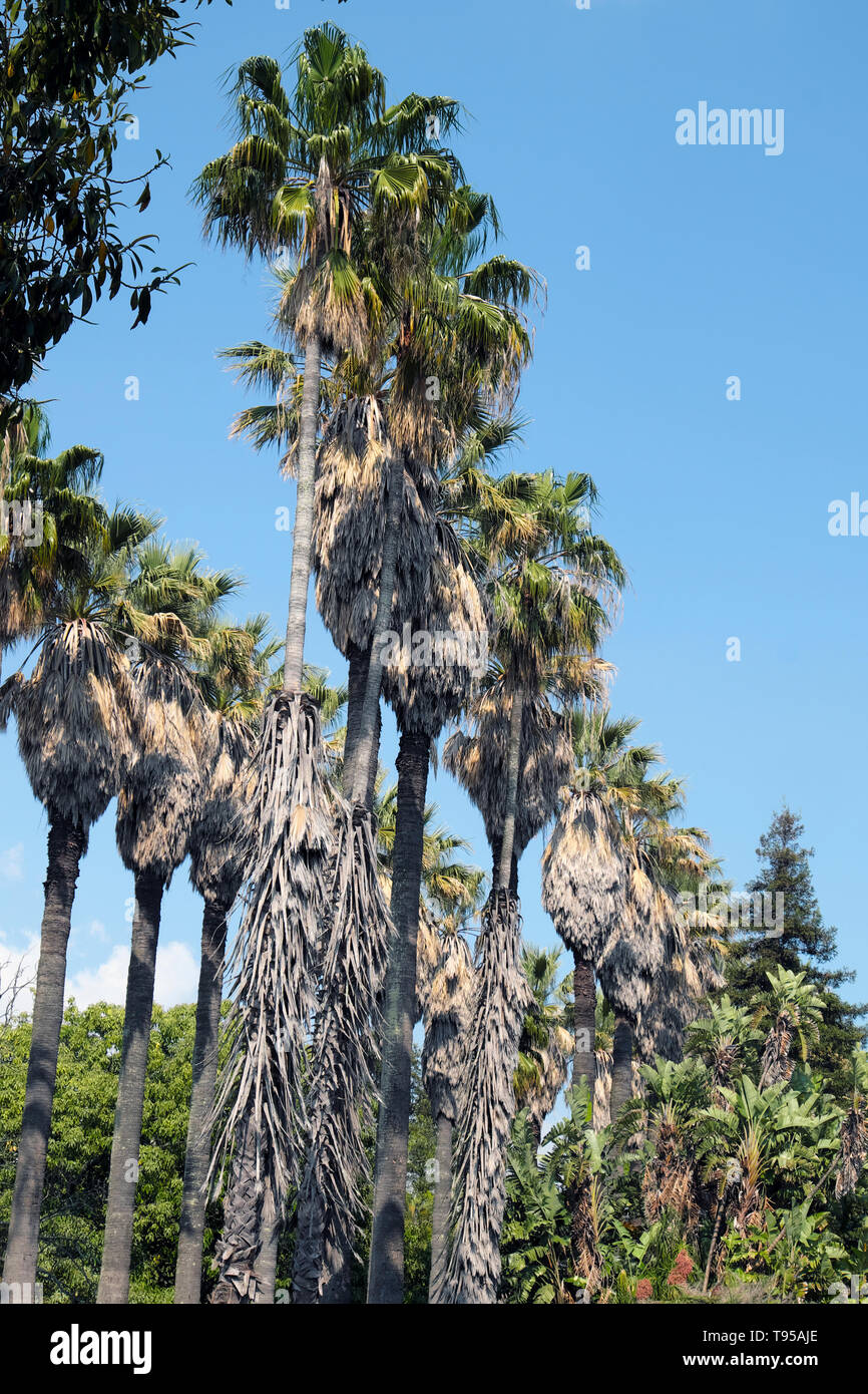 Row of tall palm trees at the entrance to the Jardim Botanico Tropical ...