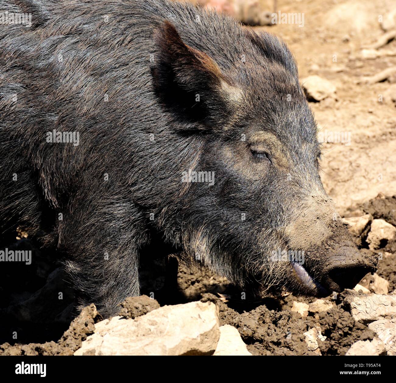 Boar sow hi-res stock photography and images - Alamy