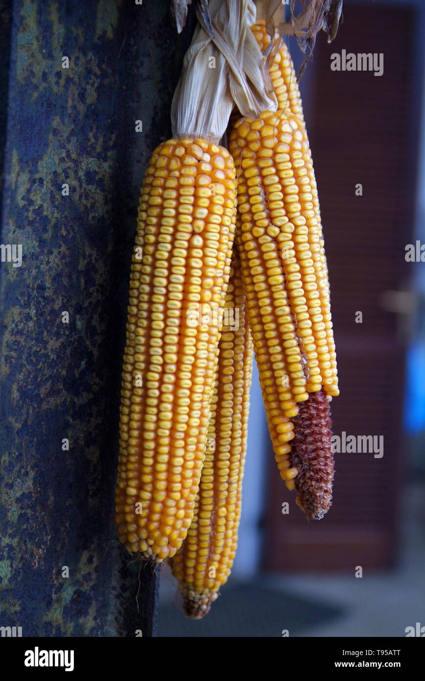 Fresh Corns in Bazaar in Italy shop Stock Photo - Alamy