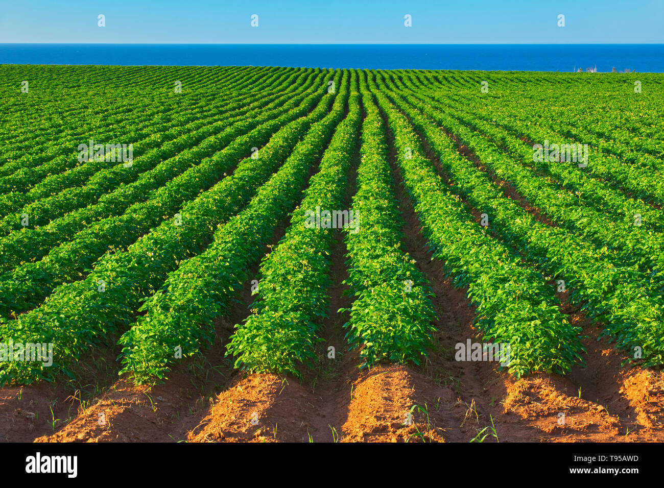 Potatoes and red soil hi-res stock photography and images - Alamy