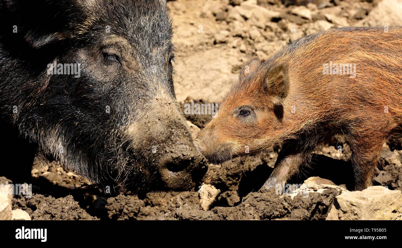 Wild Boar rootling with piglet Stock Photo - Alamy