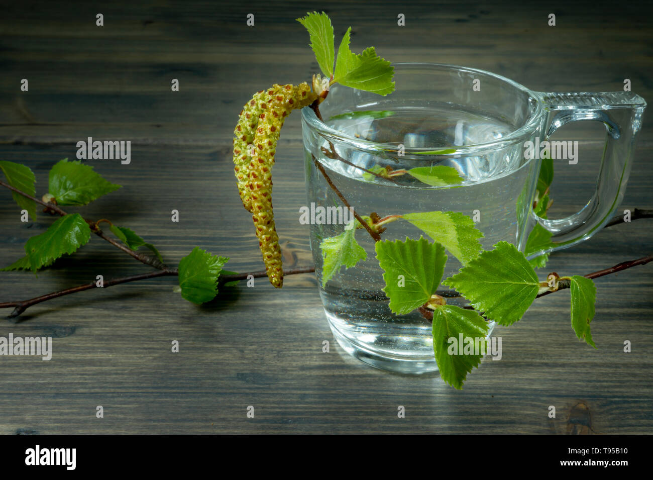 Birch tree twig with leaves and buds placed in transparent mug with ...
