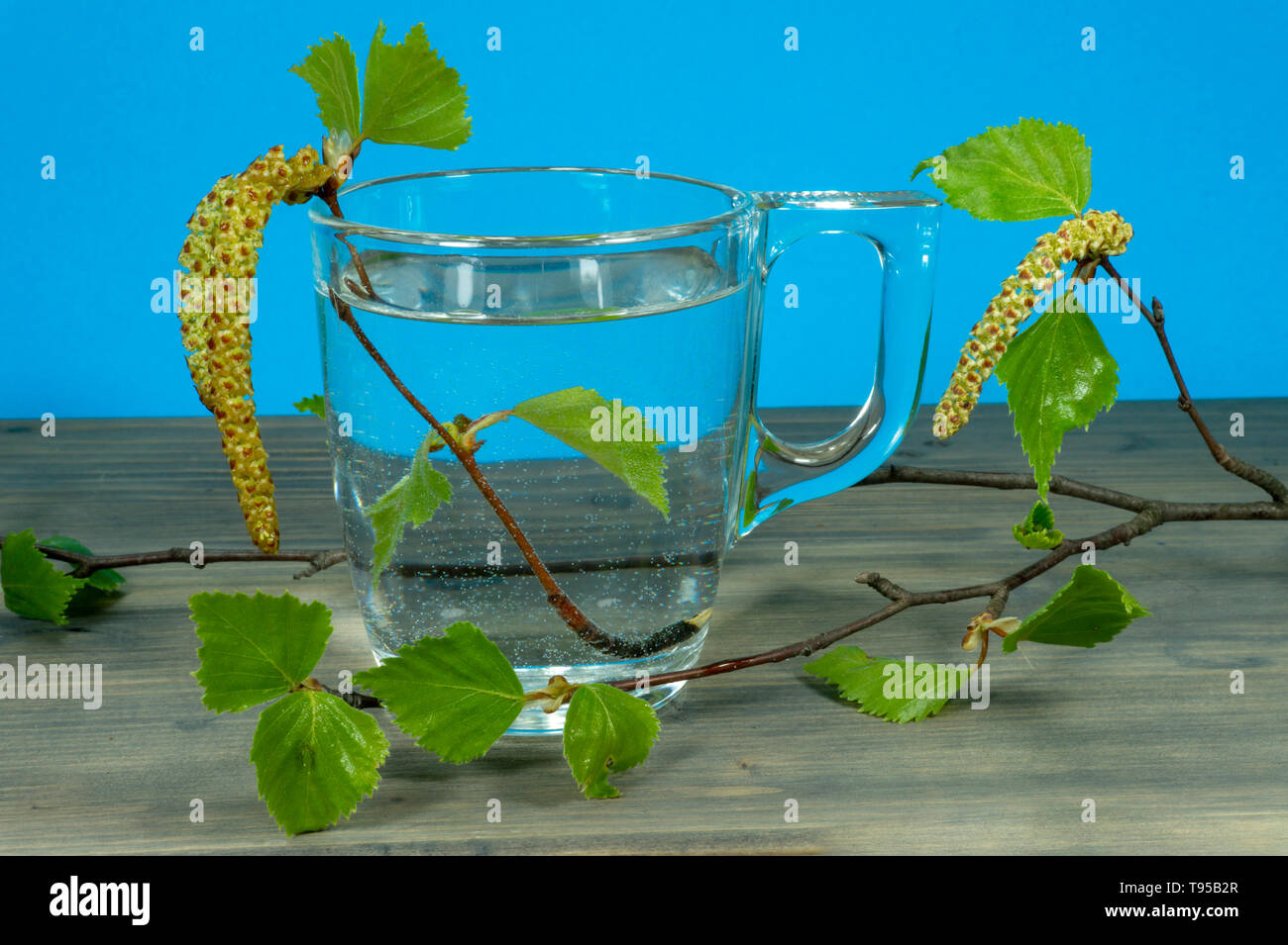 Birch tree twig with leaves and buds placed in transparent mug with ...