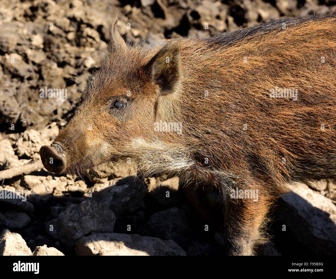 Wild Boar piglet Stock Photo - Alamy