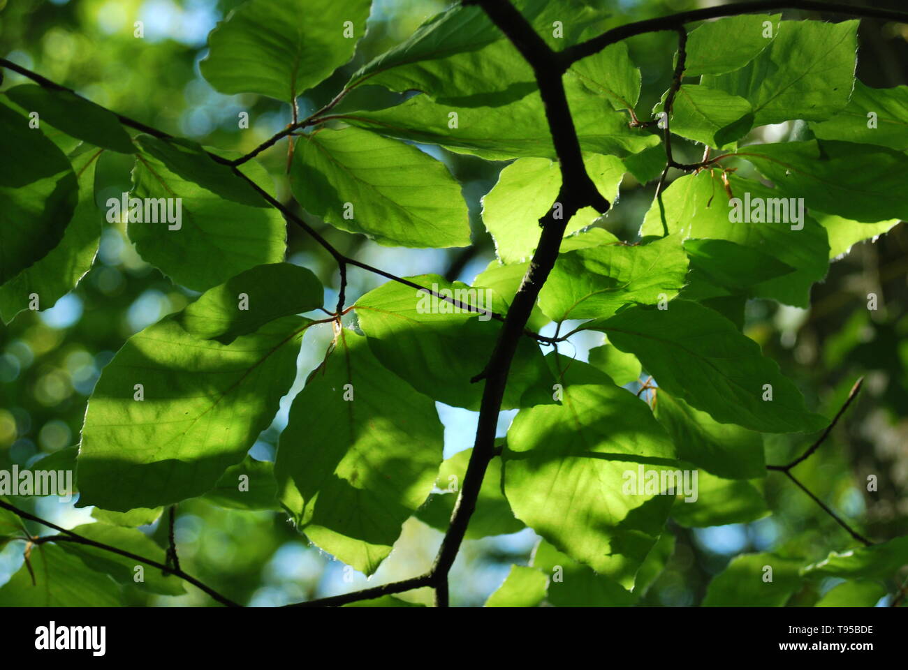 Looking up through backlit branches and leaves Stock Photo - Alamy