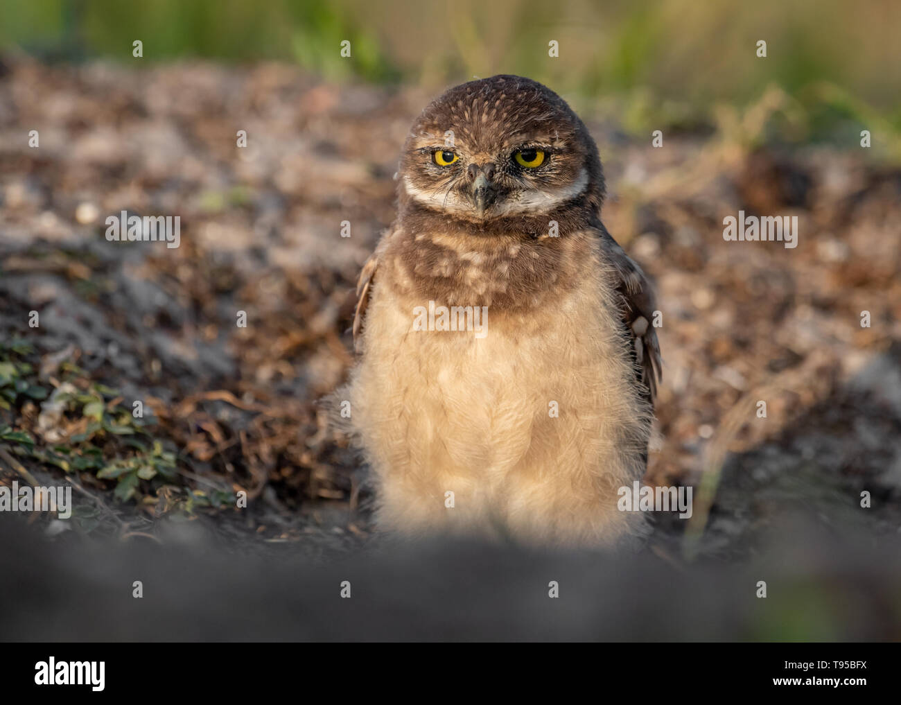 Burrowing Owl in Florida Stock Photo - Alamy