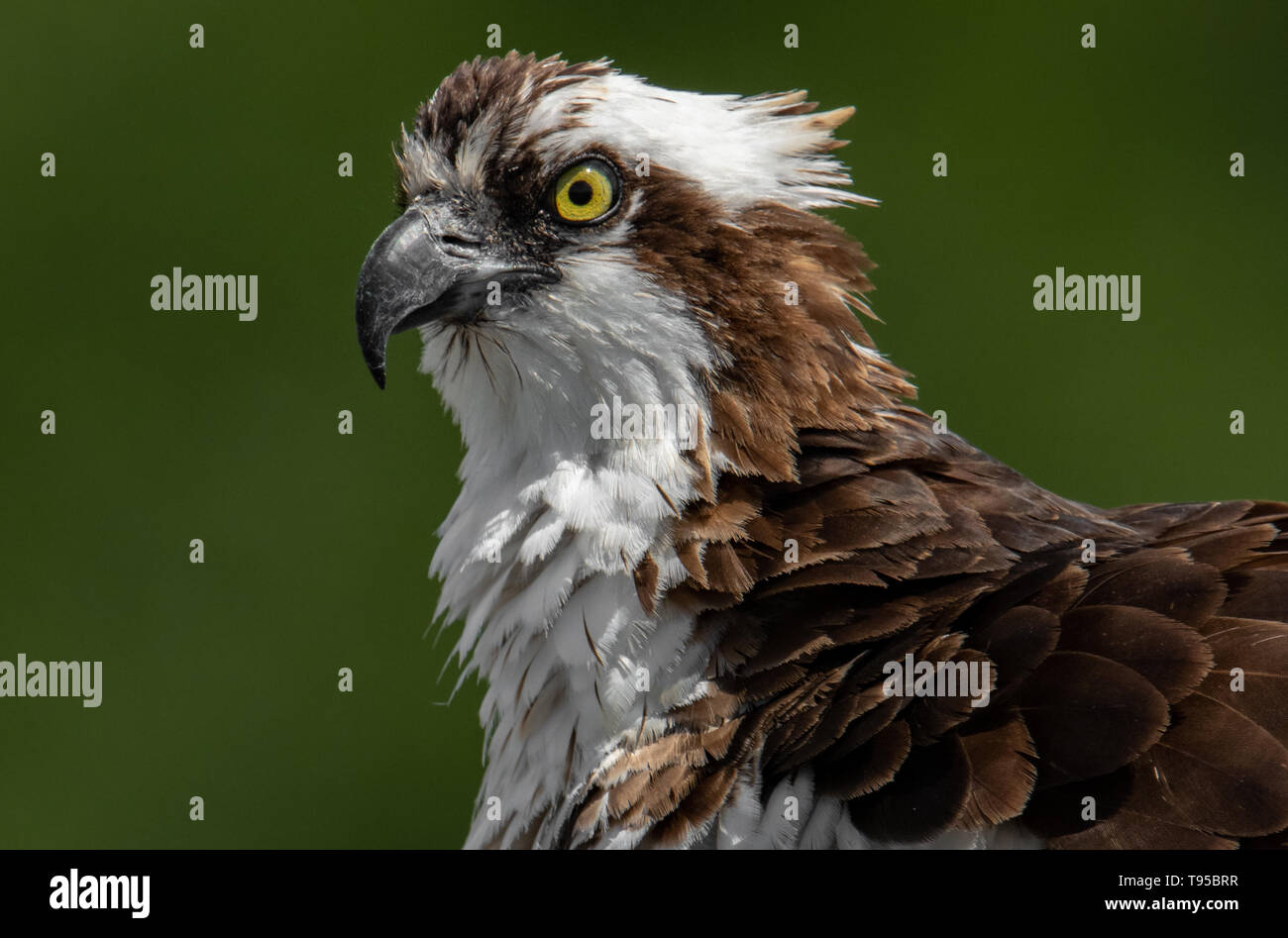 Osprey in Florida Stock Photo - Alamy