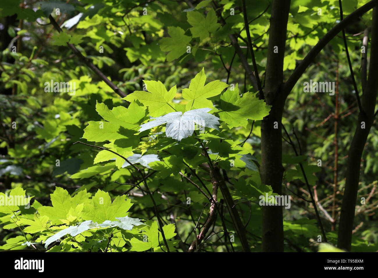 First leaves on trees in spring forest Stock Photo - Alamy