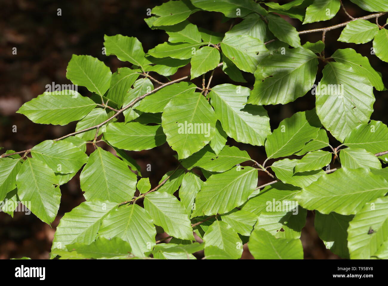 First leaves on trees in spring forest Stock Photo - Alamy