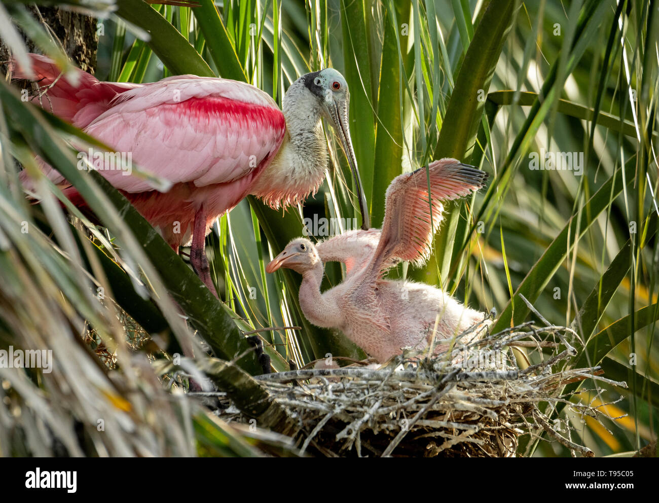 Roseate Spoonbill in Florida Stock Photo - Alamy