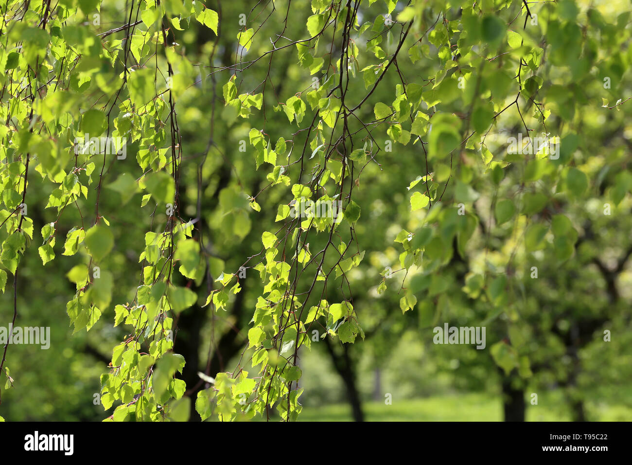 First leaves on trees in spring forest Stock Photo - Alamy