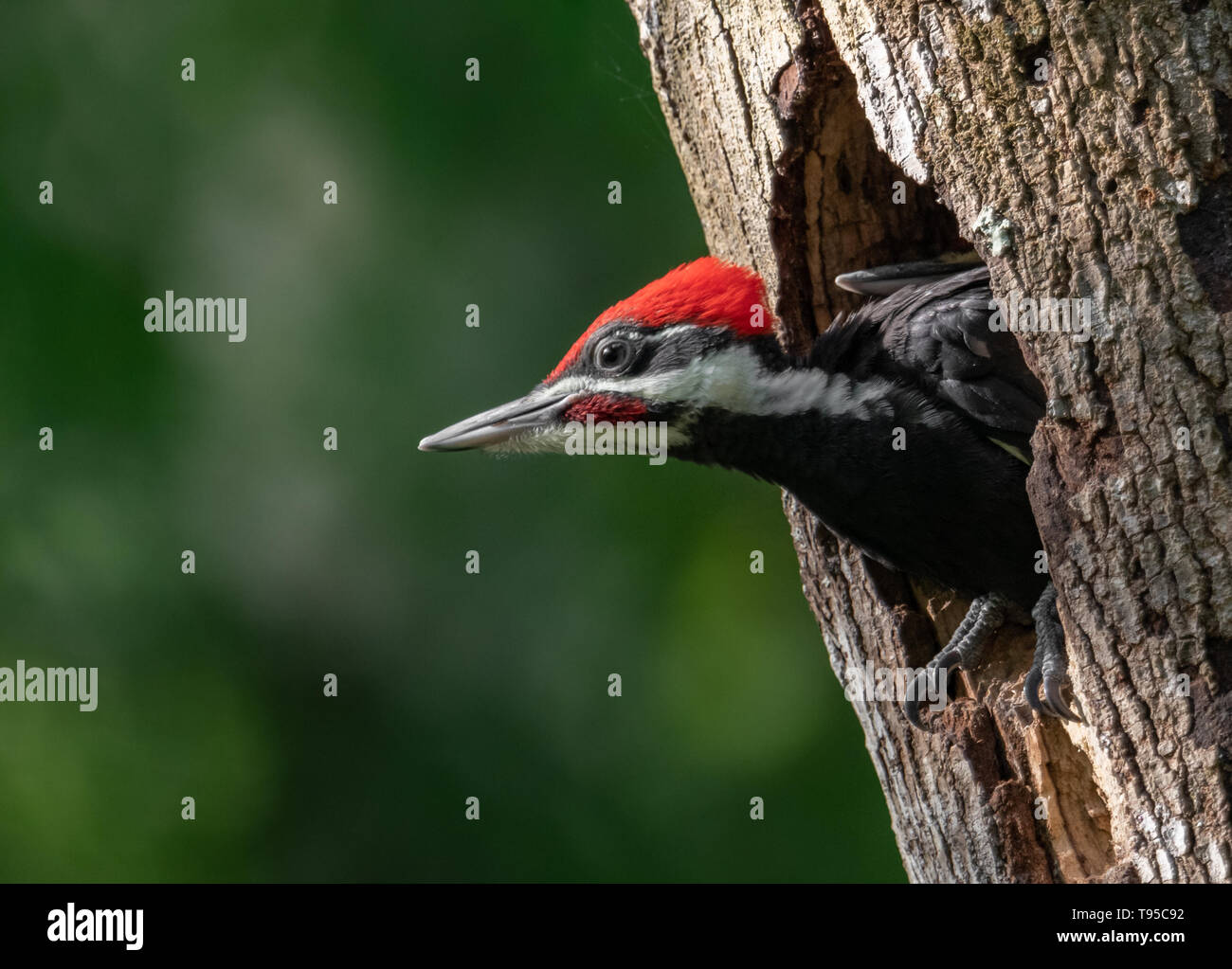 Pileated woodpecker in tree hi-res stock photography and images - Alamy