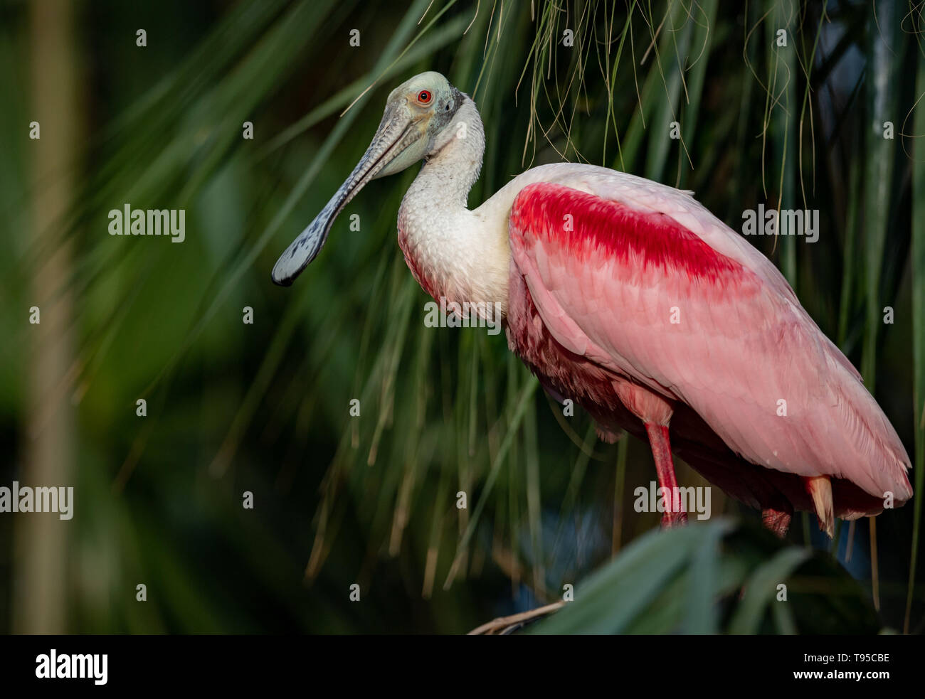 Roseate Spoonbill in Florida Stock Photo - Alamy
