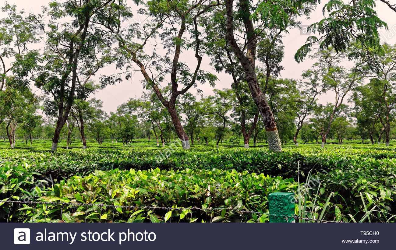 Tea Cultivation In Assam High Resolution Stock Photography and Images ...