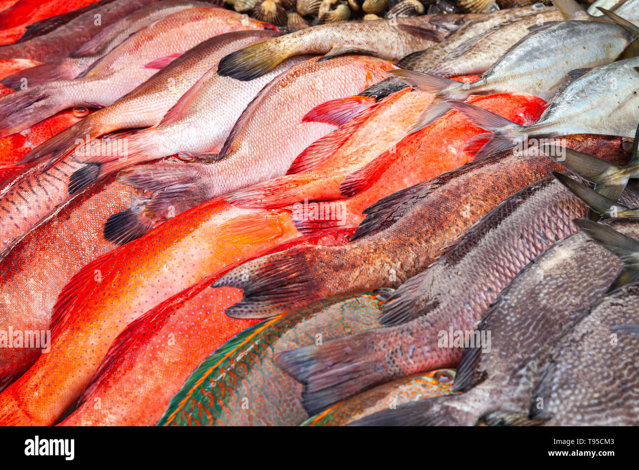 Kota kinabalu market fish hi-res stock photography and images - Alamy